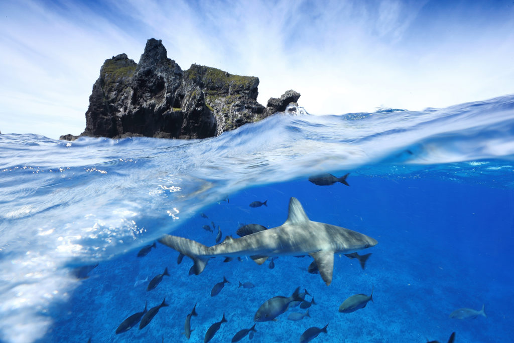 Our Focus | Ocean | National Geographic Society