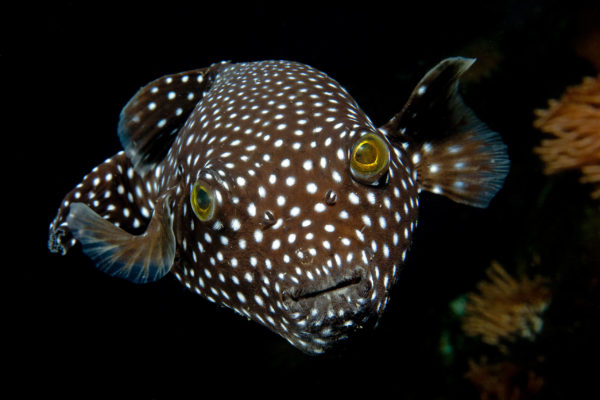 Our Focus Ocean National Geographic Society