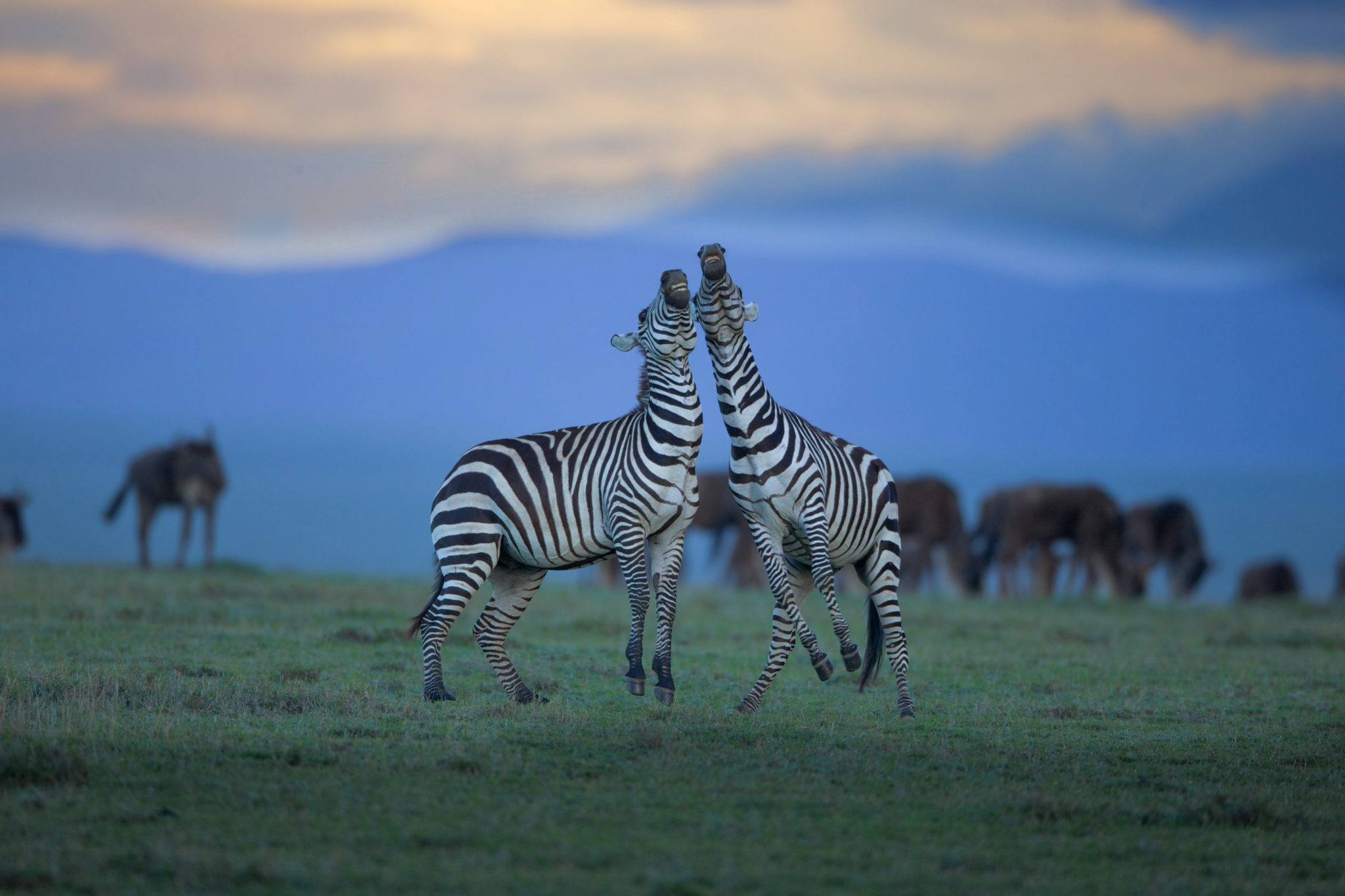 Our Focus | Wildlife | National Geographic Society