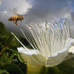 Protect Our Pollinators - National Geographic Society