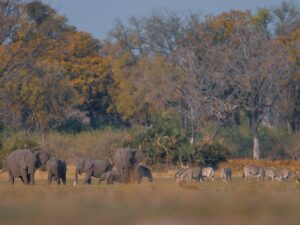 Okavango Wilderness Project - National Geographic Society