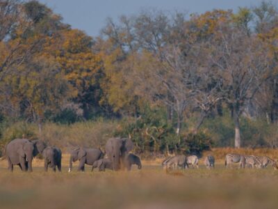 Okavango Wilderness Project - National Geographic Society