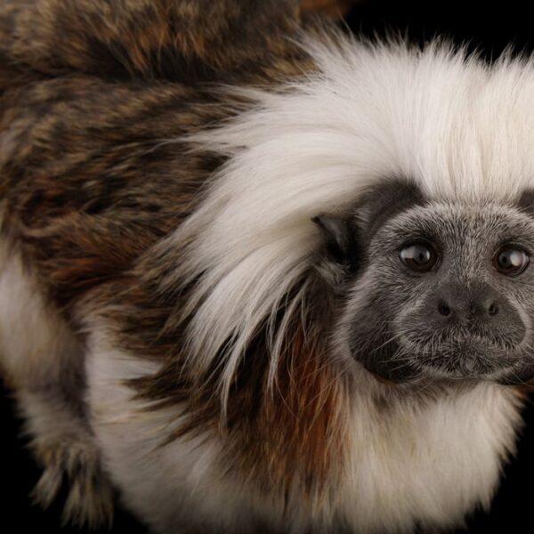 Photo Ark - National Geographic Society