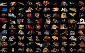 Photo Ark - National Geographic Society