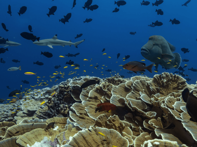 Pristine Seas - National Geographic Society