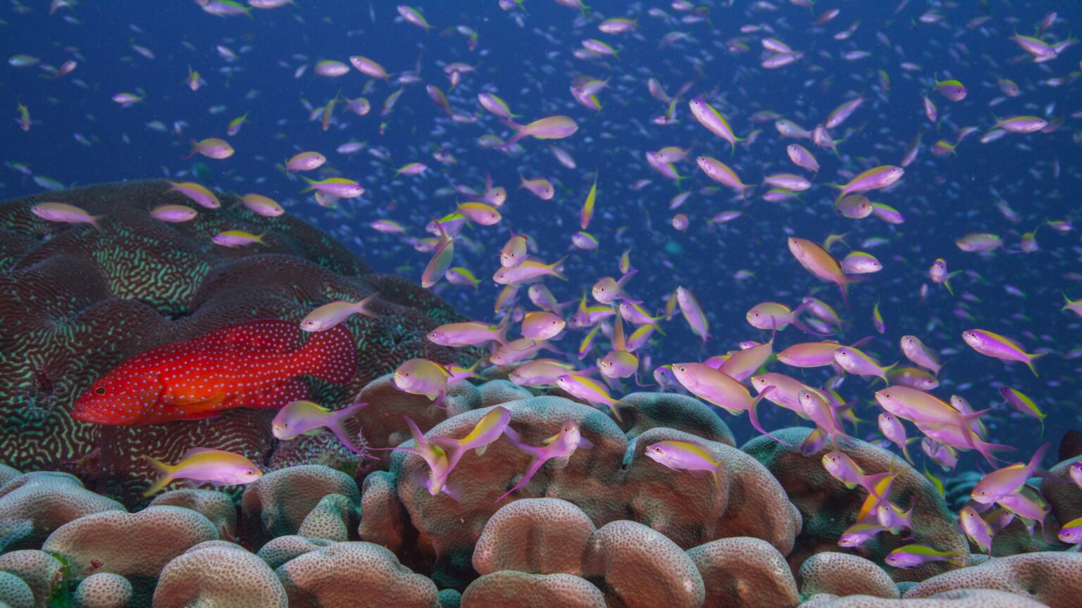 Ocean with David Attenborough - National Geographic Society