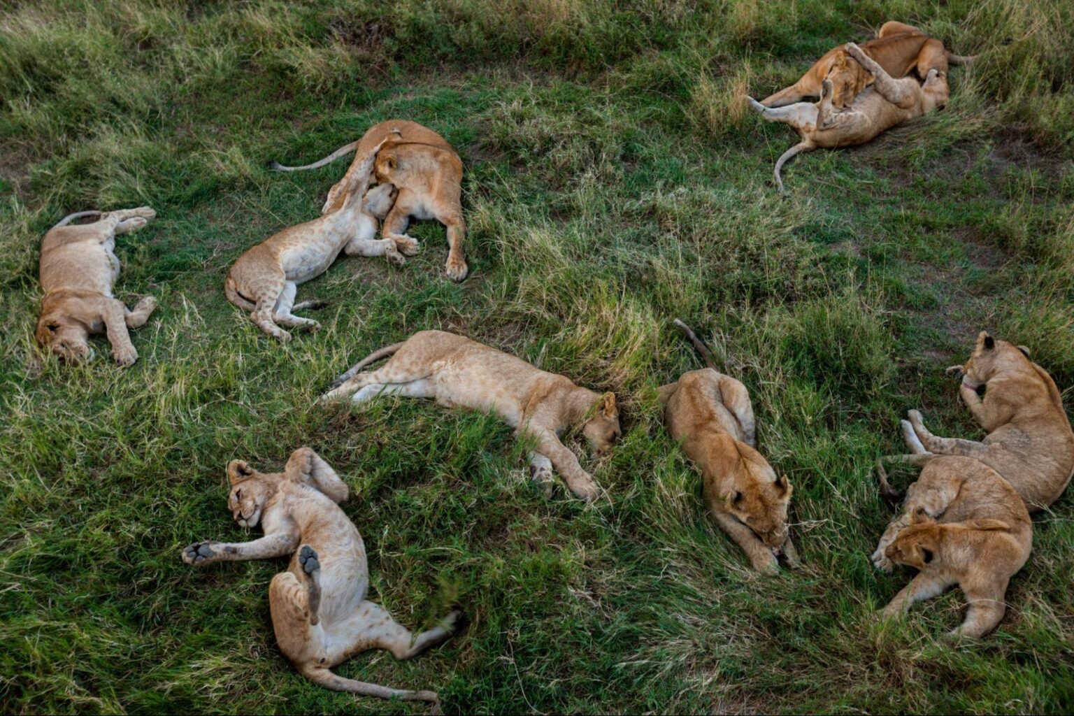 IRA Giving - National Geographic Society